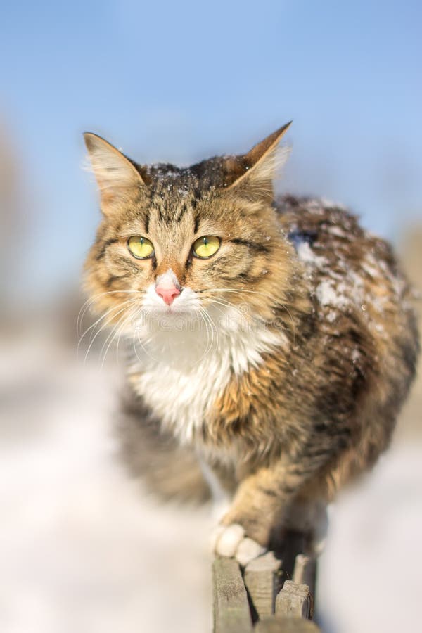 Discouraged Young Cat Going on a Fence in Winter Stock Photo - Image of ...