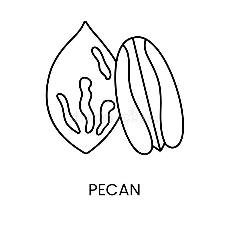 Discover the Beauty of Pecan, an Elegant Line Vector Icon Capturing the ...