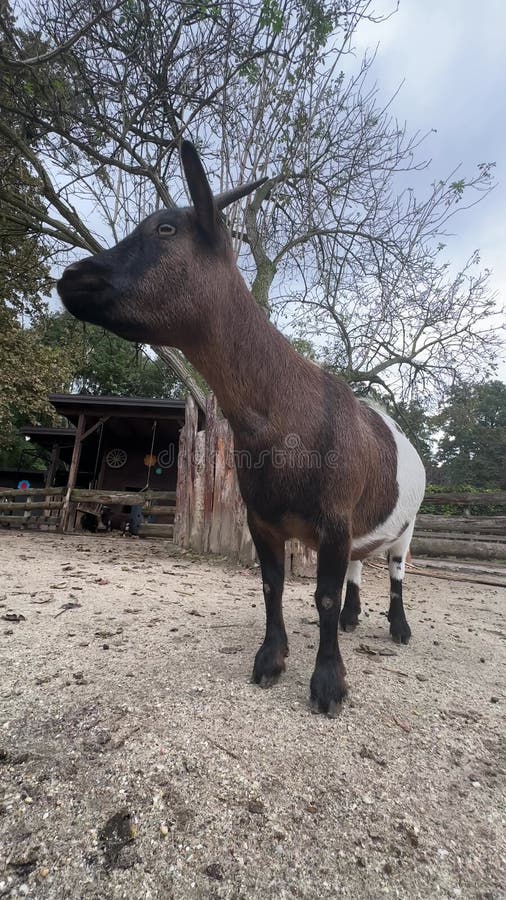 Animals Explore Their Habitat at the Local Zoo Stock Video - Video of ...