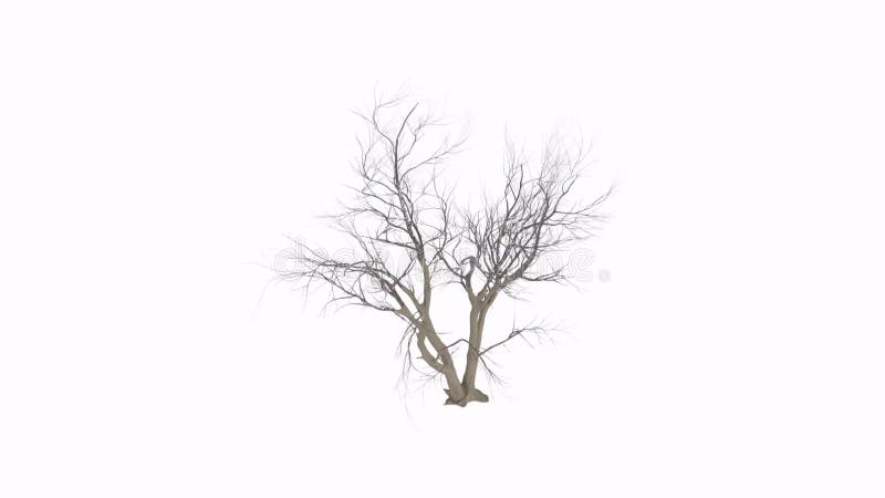 Realistic 3d Rendering of a Barren Tree with Intricate Branches Stock Video - Video of barren ...
