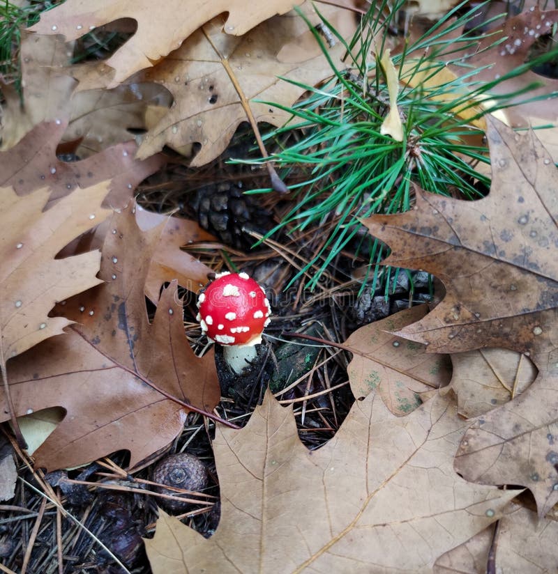 Small Toadstool in Forest Undergrowth Stock Photo - Image of forest ...
