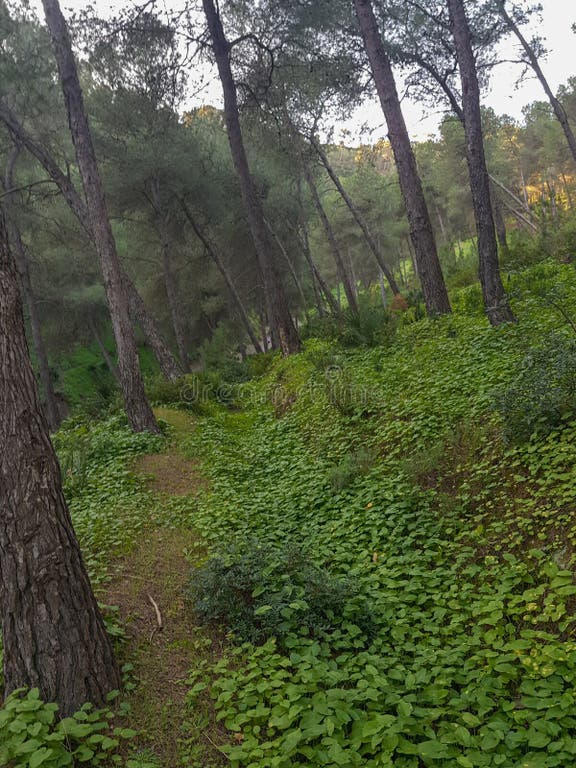 Discover the Hidden Beauty of the Small Footpath between the Trees in ...