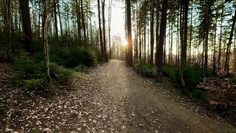 A Serene Path through the Forest at Sunset, Inviting Moments of ...