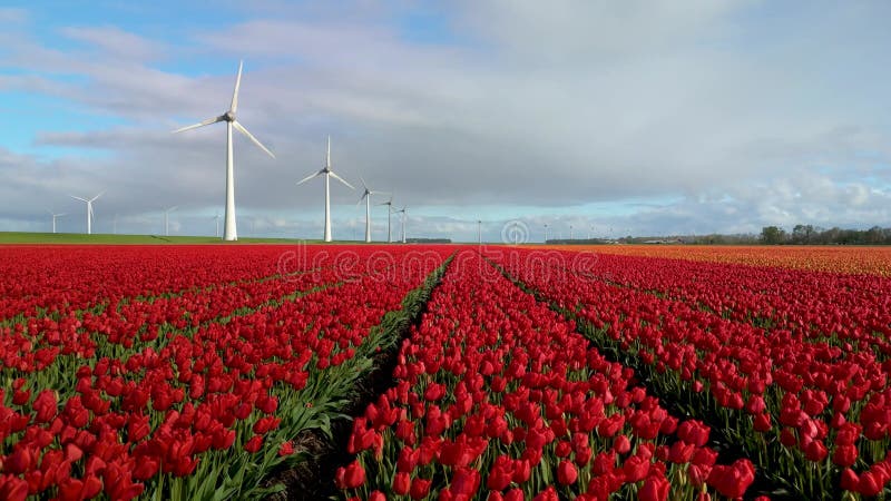Vibrant Tulip Fields with Wind Turbines: a Symbol of Sustainable Energy ...
