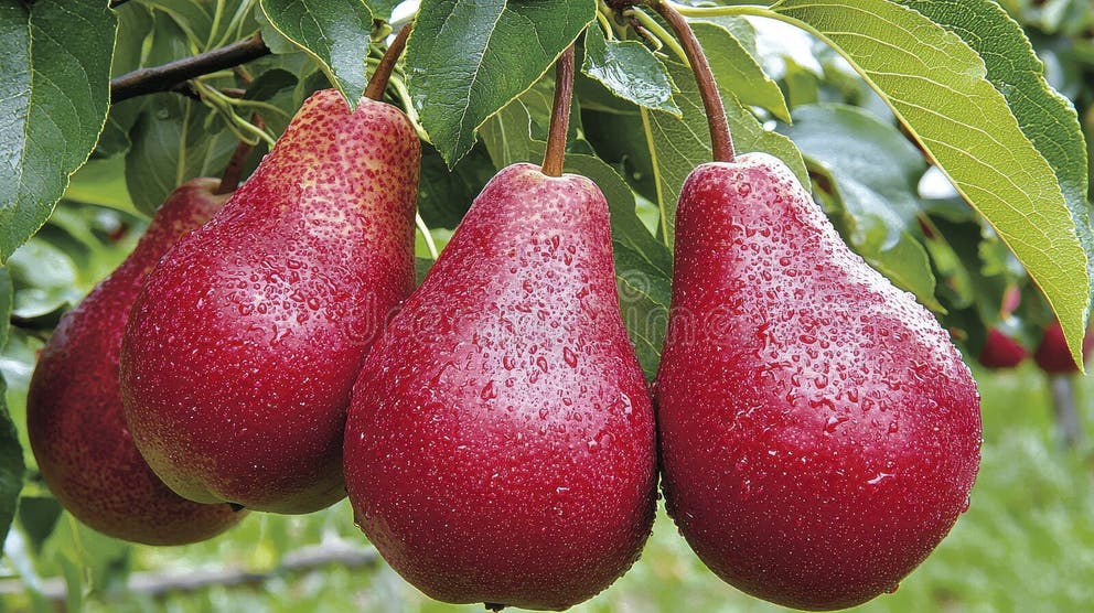 Discover the Vibrant Allure of Ruby Red Pears Hanging Gracefully from ...
