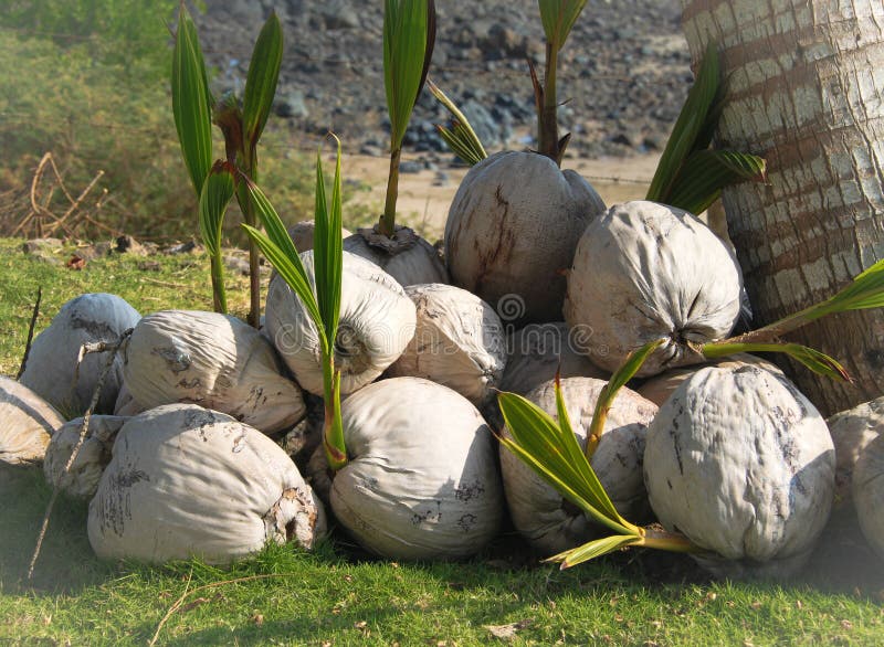 Decaying Coconuts Under a Tree Stock Photo - Image of pillow, white ...