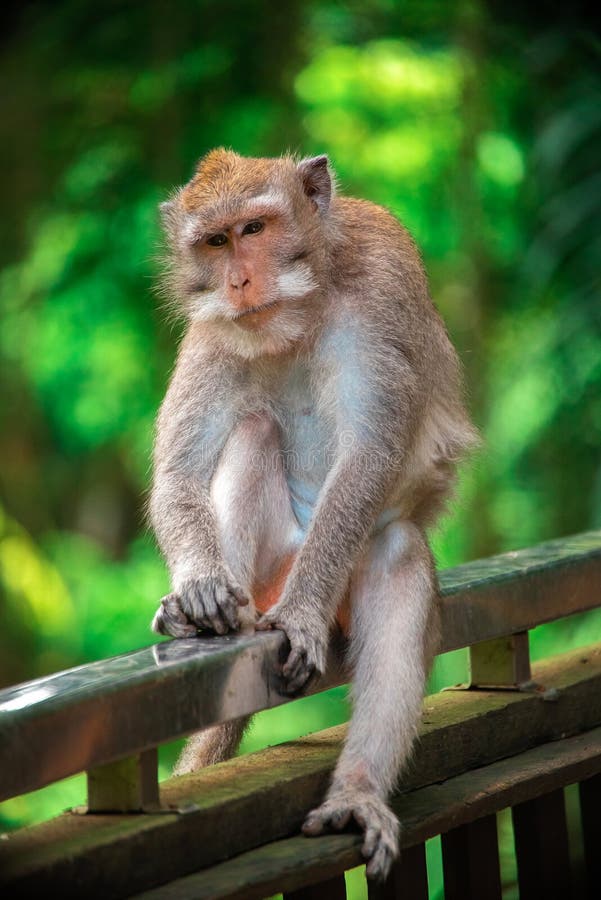 Discovering the Enchanted Monkey Forest in Bali while Observing Playful ...