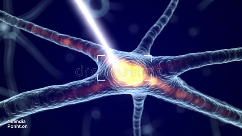 Discovering the Intricate World of Neurons and Neural Connections Under ...