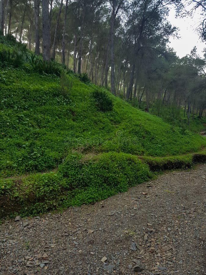 Discovering the Pristine Beauty of a Soil Wall Along a Nature Path ...