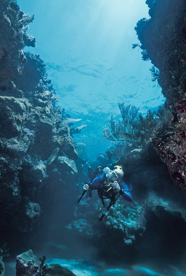 Roatan Reef stock image. Image of fish, biology, marine - 780459