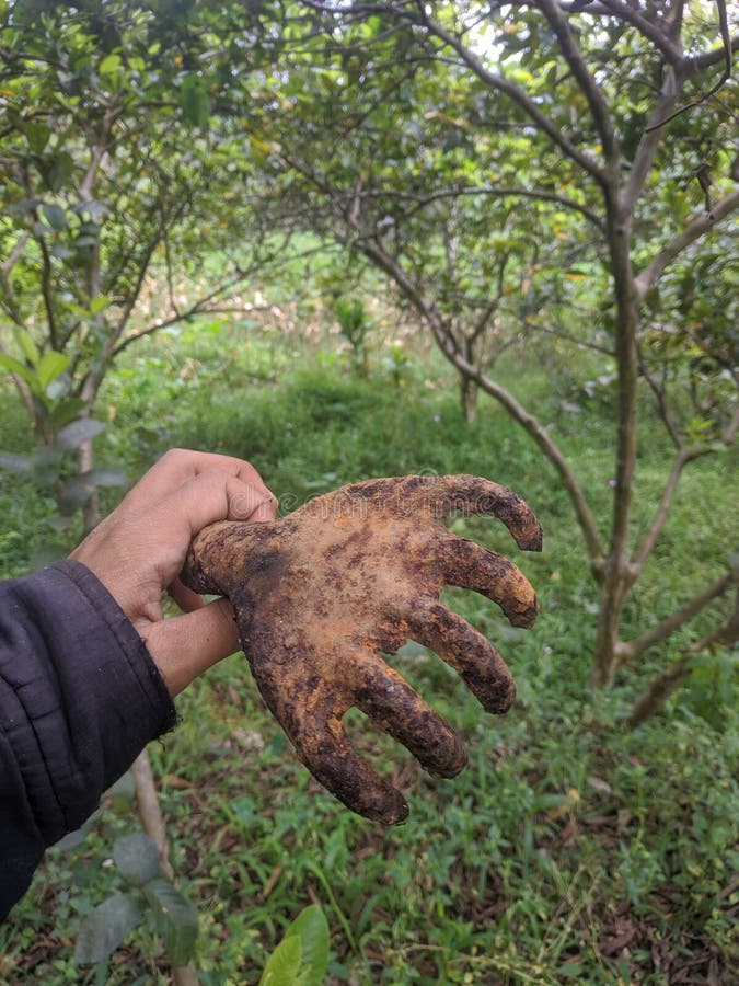 Cakar stock image. Image of discovery, cakar, plantations - 200385447