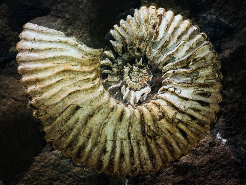 Large Shells on the Dock in Front of the Beach Stock Photo - Image of ...