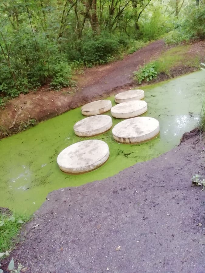 Discovery Forest in the Netherlands Stock Image - Image of river ...