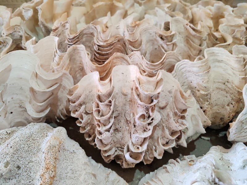Discovery of a Large White Sea Shell Stock Image - Image of discovery ...