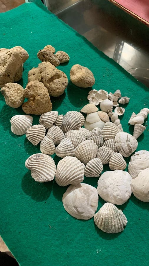 The Discovery of Shells and Rocks Hundreds of Years Ago Can Also Be ...
