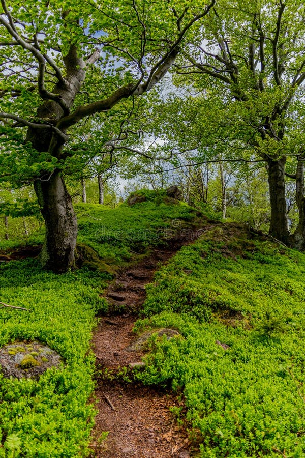 On the Way through the Thuringian Forest in Its Full Glory Stock Image ...