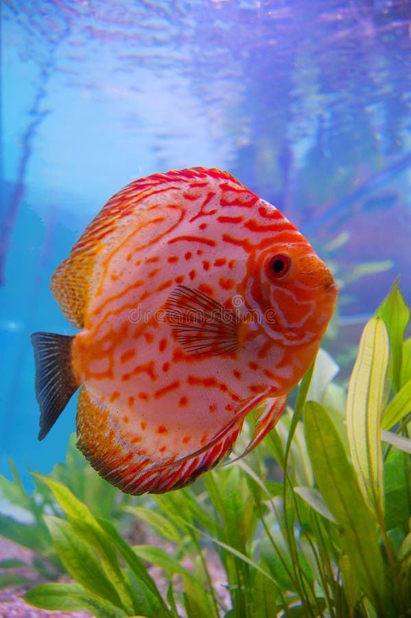 Discus stock photo. Image of carp, fishing, tropical, discus - 1572652