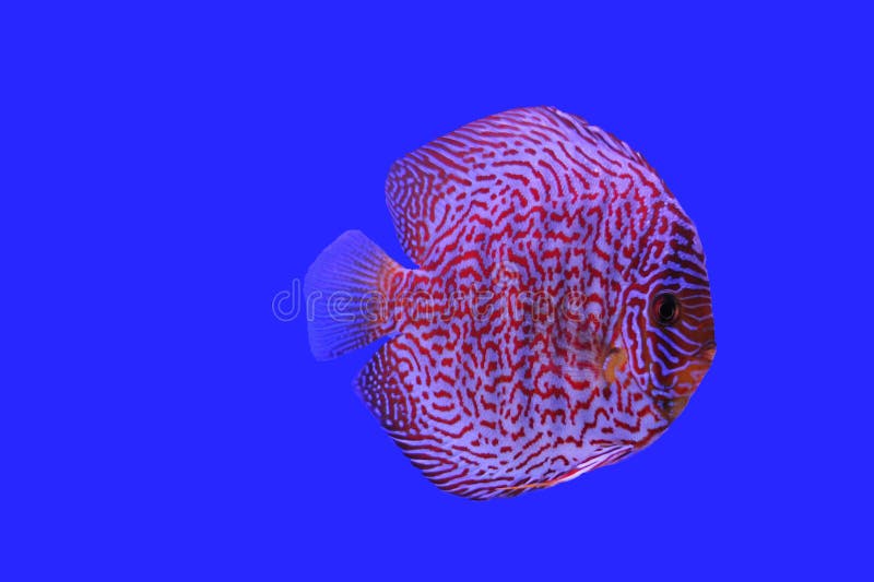 Discus. stock image. Image of cichlid, deep, culture - 27382123