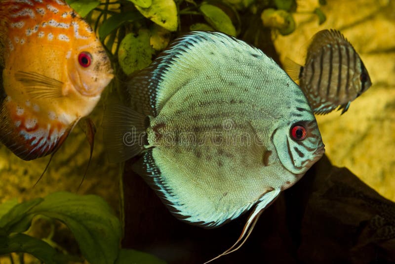 Discus stock image. Image of animal, beauty, environment - 5096299