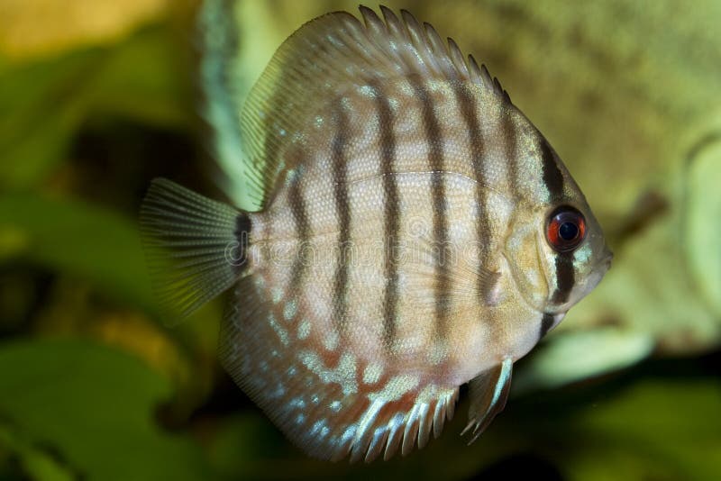 Discus stock photo. Image of environment, wildlife, discus - 5096310