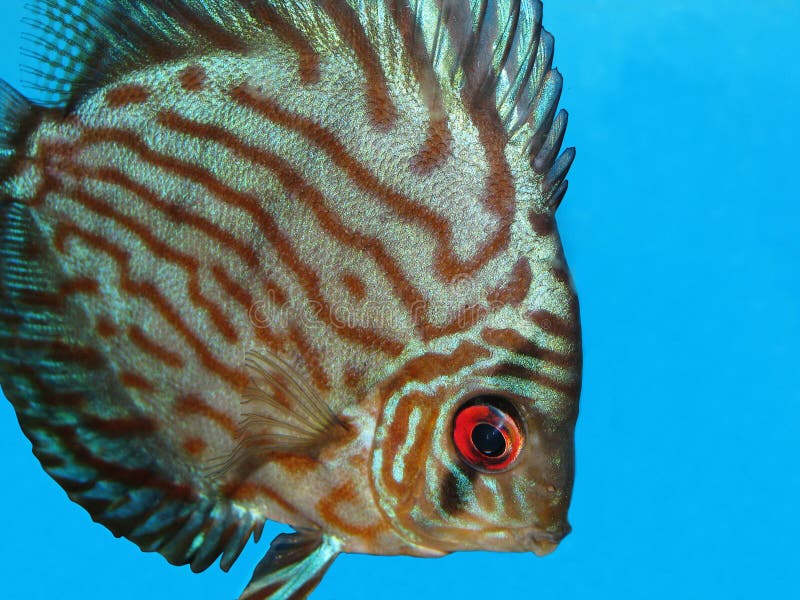 Colorful Tropical Discus Fish Stock Image - Image of cichlid, creature ...