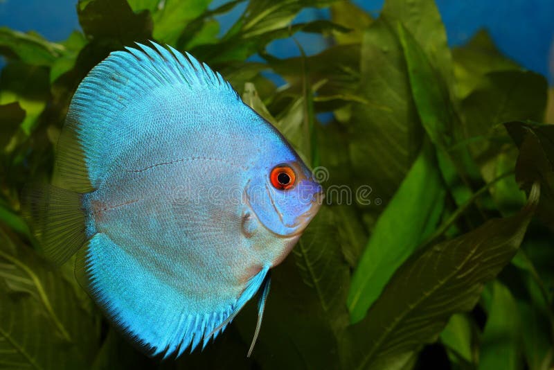 Discus fish stock photo. Image of swim, fish, colour, discus - 1313954