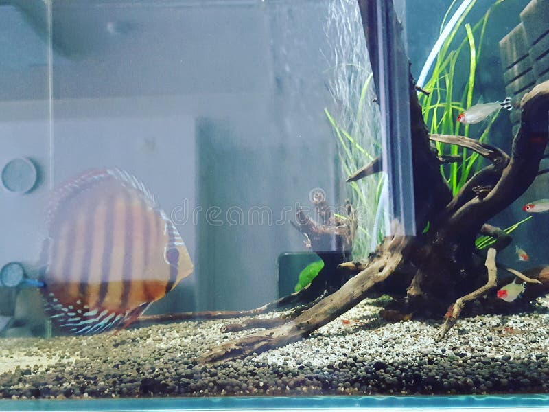 Discus stock photo. Image of discus, biotop, green, biotopscape - 109761798