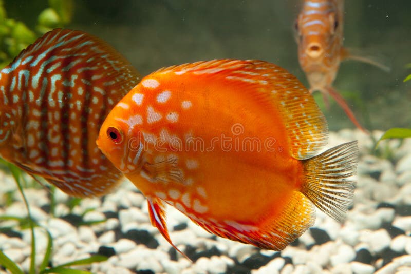 Discus aquarium fish stock photo. Image of beauty, closeup - 19280044