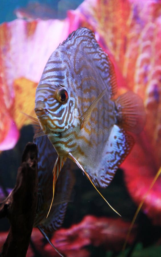 Discus aquarium fish stock image. Image of blue, river - 32964237