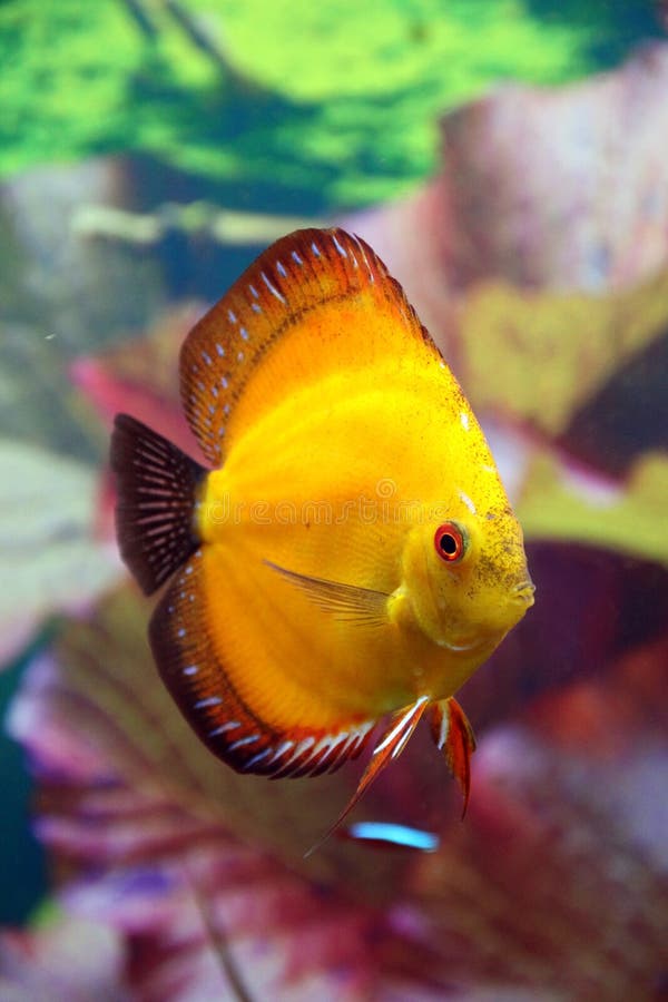 Discus aquarium fish stock photo. Image of water, gold - 32653304