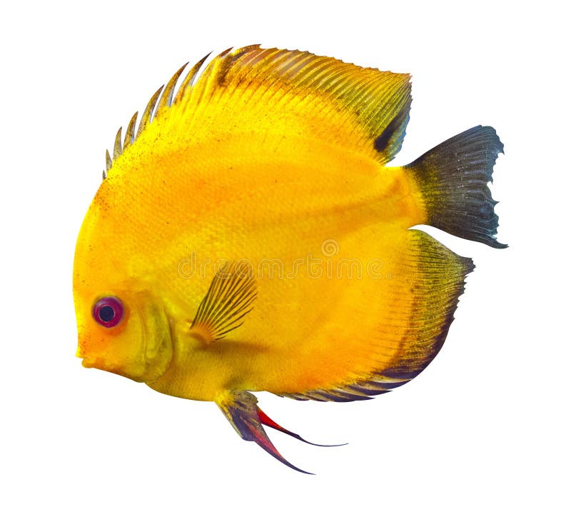 Discus for Aquarium Saltwater Fish Stock Photo - Image of marine, plant ...