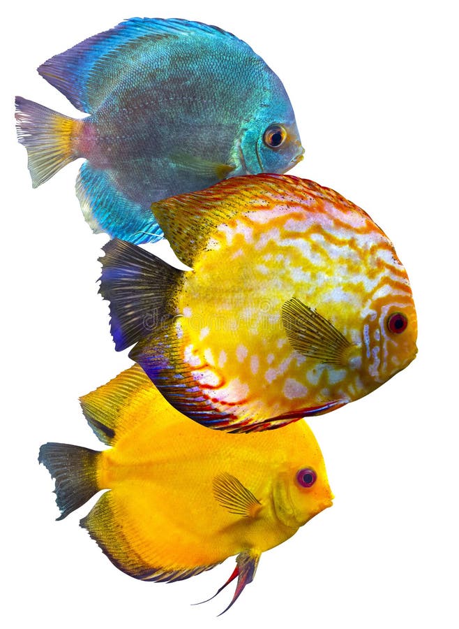 Discus for Aquarium Saltwater Fish Stock Photo - Image of marine, plant ...