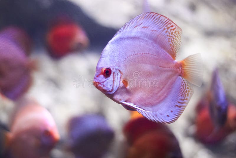 Discus stock image. Image of asian, river, fish, white - 94732997