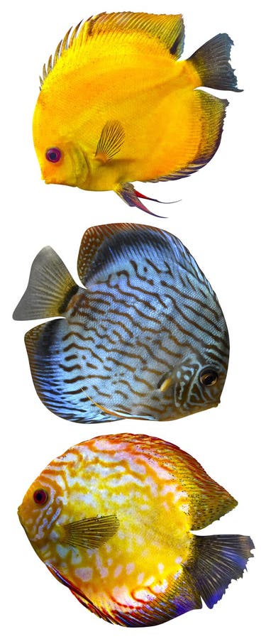 Discus for Aquarium Saltwater Fish Stock Photo - Image of marine, plant ...