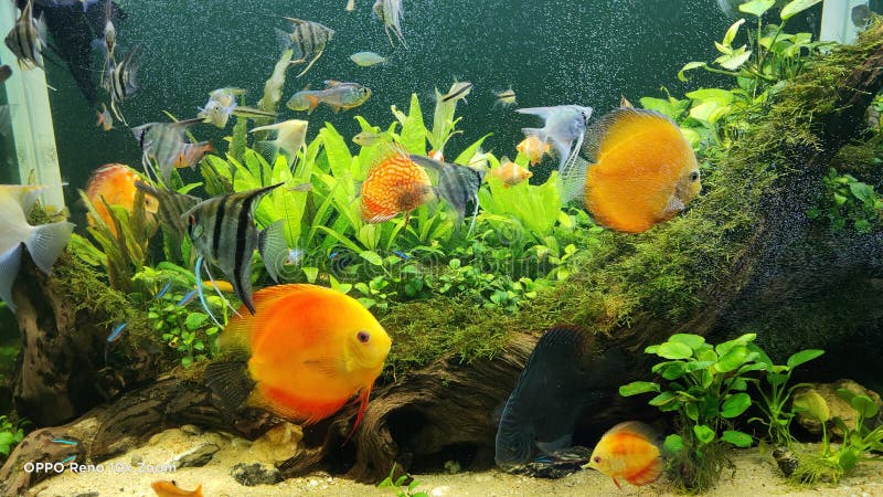 Discus and Aquascape stock photo. Image of aquascape - 232923134