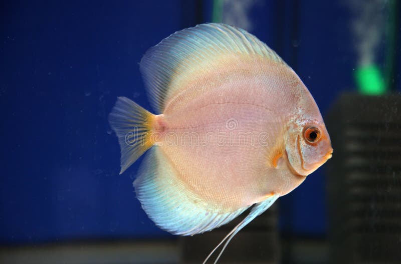 Discus exotic fish stock photo. Image of water, aquatic - 137316528