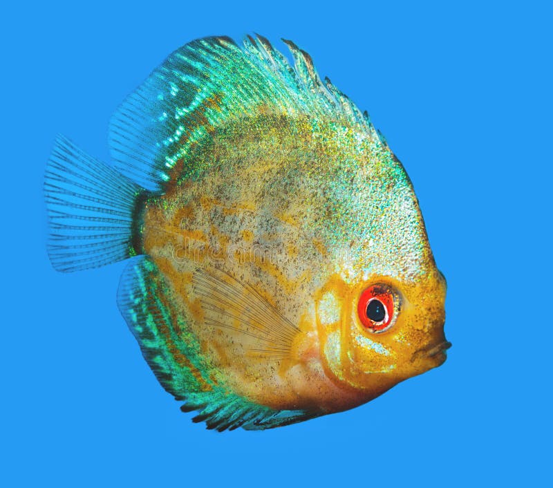 Discus, Exotic Tropical Freshwater Aquarium Fish, Isolated on Blue ...