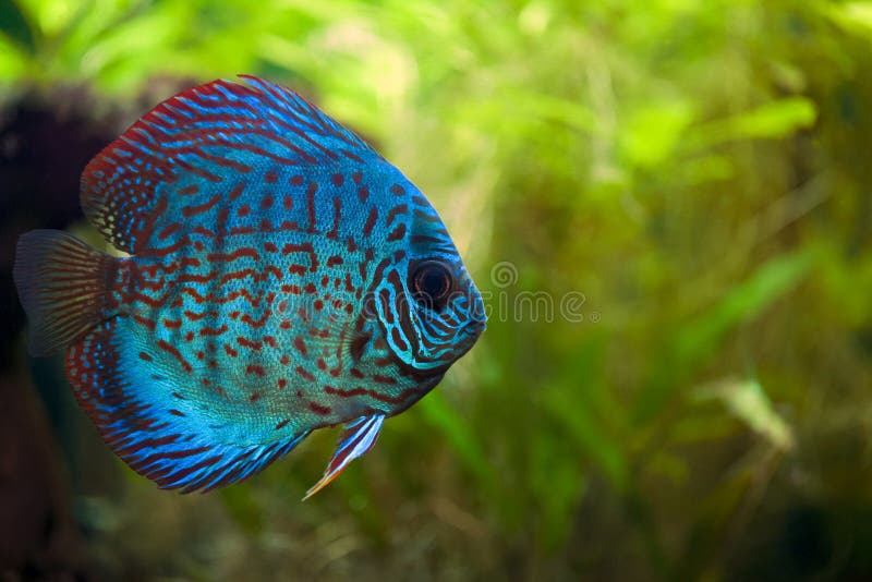 Discus-Fische stockbild. Bild von sonderkommando, tier - 24814277