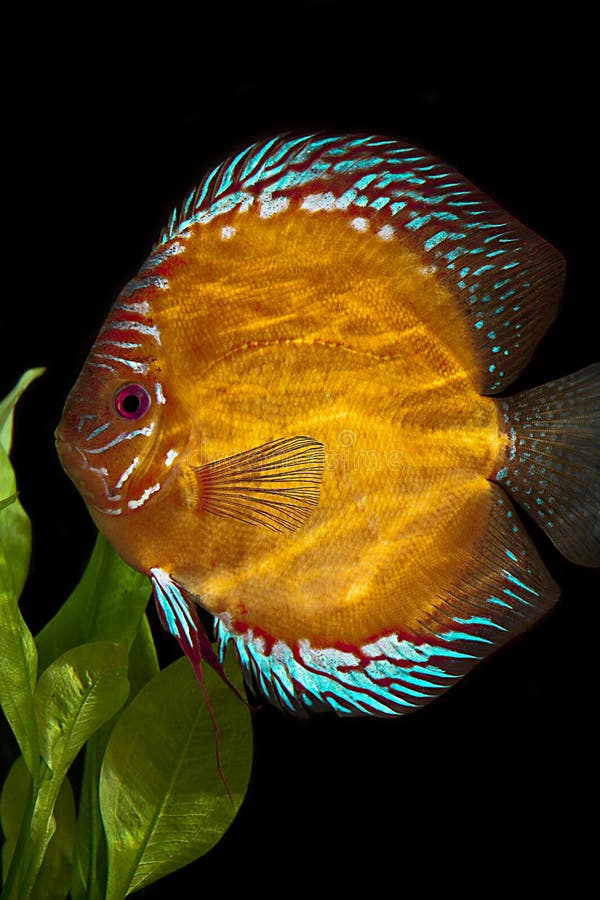 Discus Fish stock photo. Image of plants, ecosystem, cichlids - 12693718