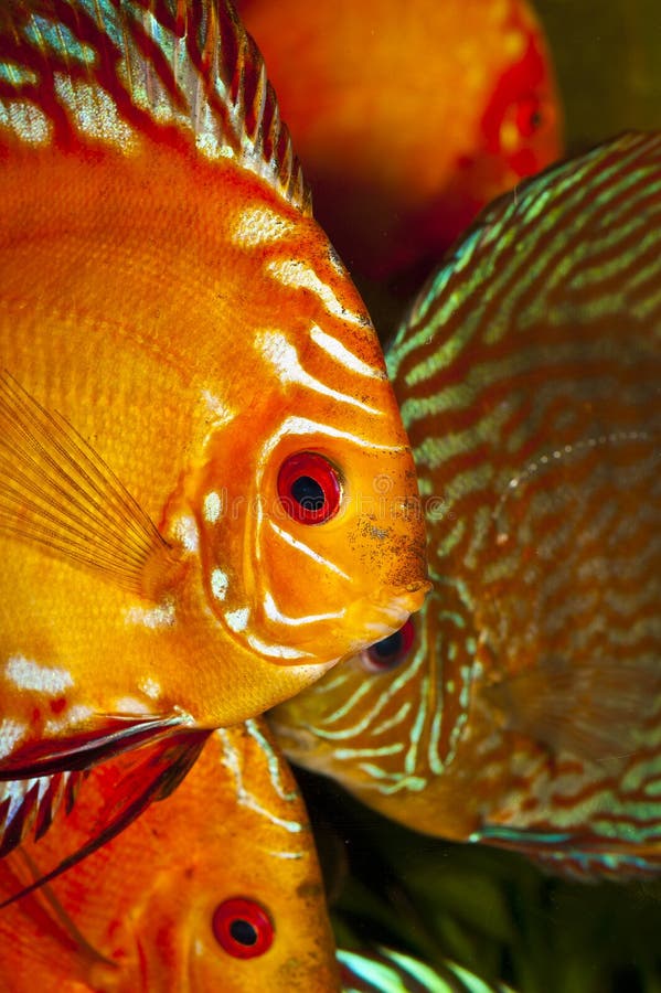 Discus fish stock photo. Image of discus, america, orange - 14770404