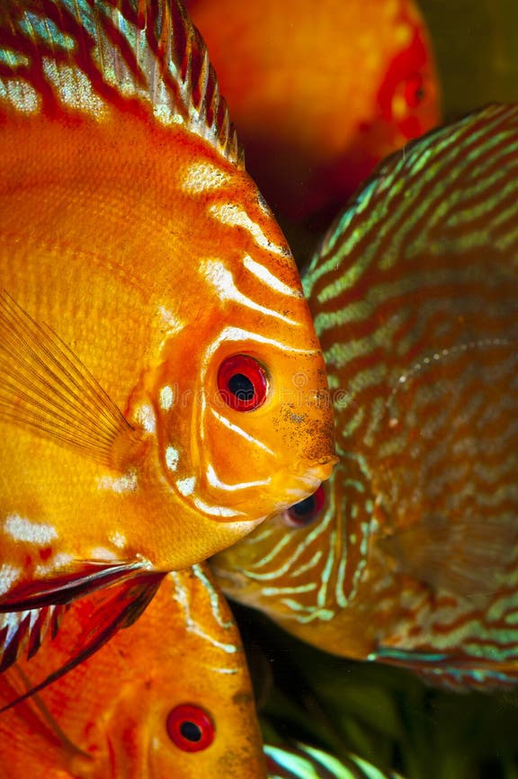 Discus fish stock photo. Image of discus, america, orange - 14770404
