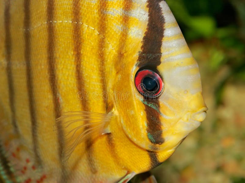 Discus fish stock photo. Image of hobby, fins, discus - 1493618