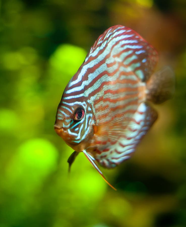 Colorful discus fish stock photo. Image of gills, creature - 3737882