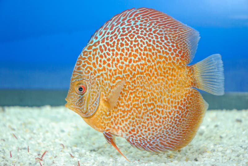 Discus fish stock image. Image of colored, nature, aquarium - 17368715