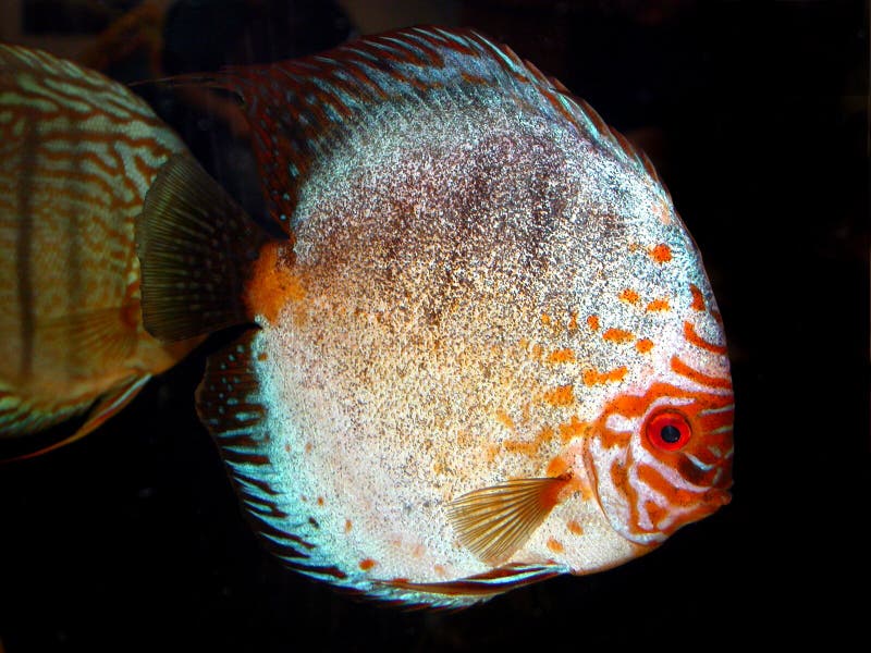 Discus Fish stock image. Image of brazil, tropic, fish - 17459343