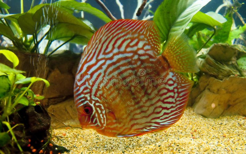 Discus for Aquarium Saltwater Fish Stock Photo - Image of marine, plant ...