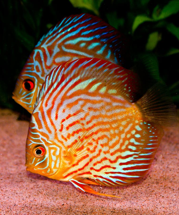 Discus fish with fry stock image. Image of animal, aquarium - 3830827