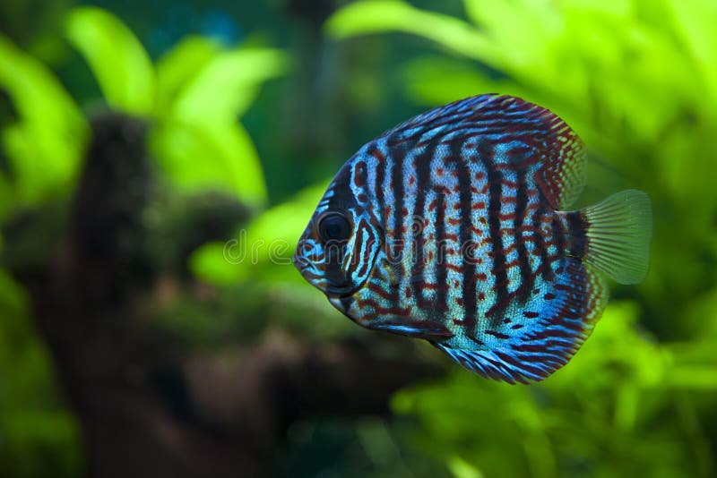 Blue Turquoise Discus Fish stock image. Image of plant - 5619321
