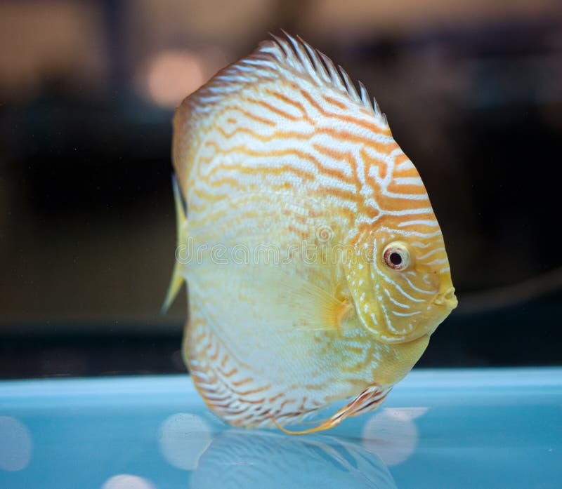 1,091 Yellow Discus Fish Aquarium Stock Photos - Free & Royalty-Free ...