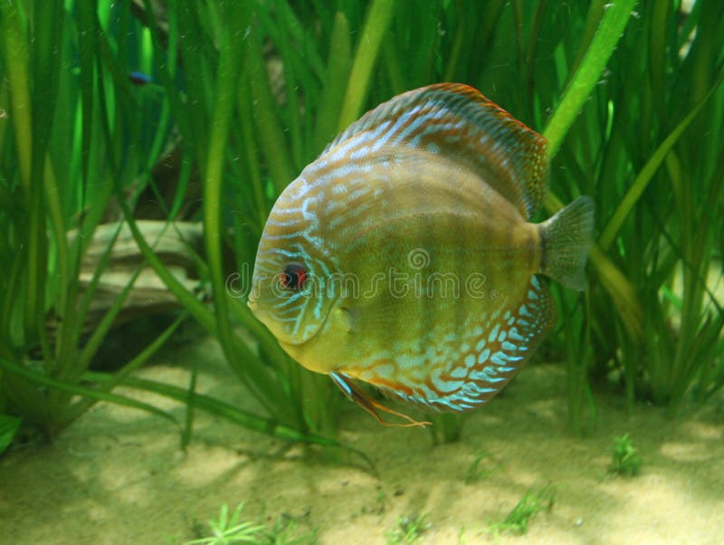 Discus fish stock photo. Image of tropical, underwater - 2371830